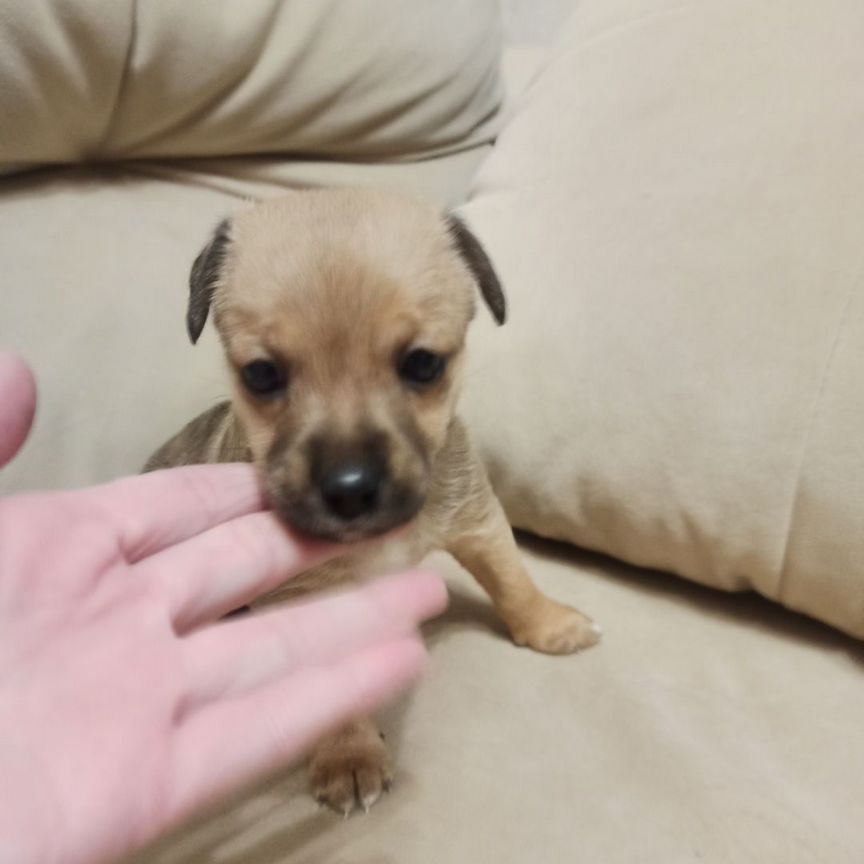 Девчонки пинчер- тойчики