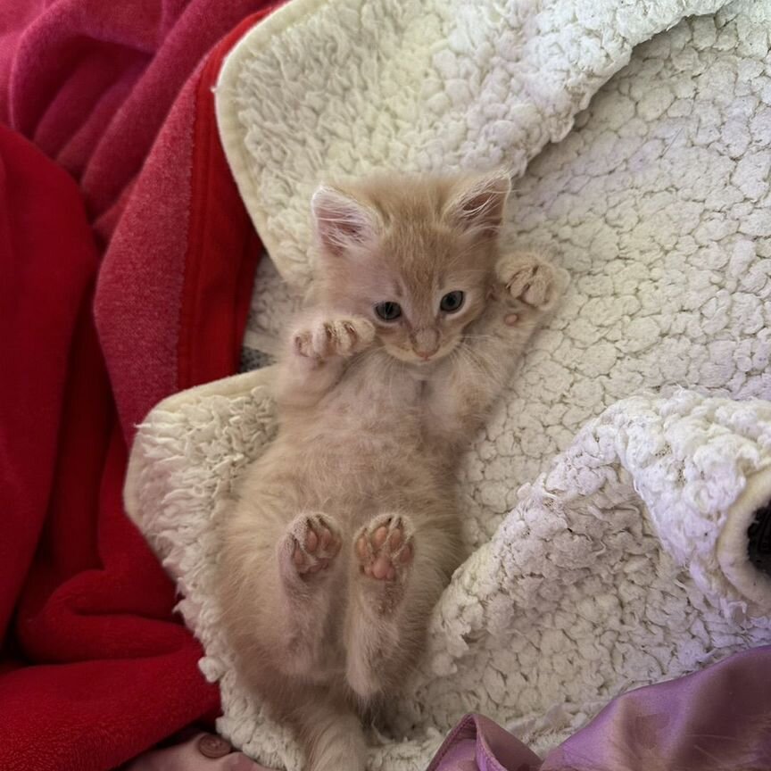 Котята