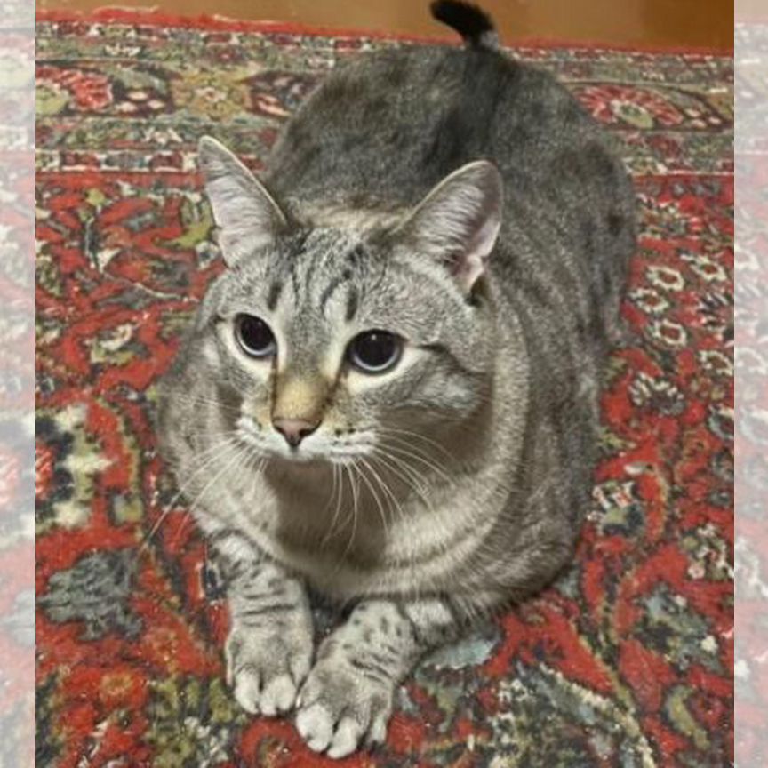 Взрослый кот в добрые руки