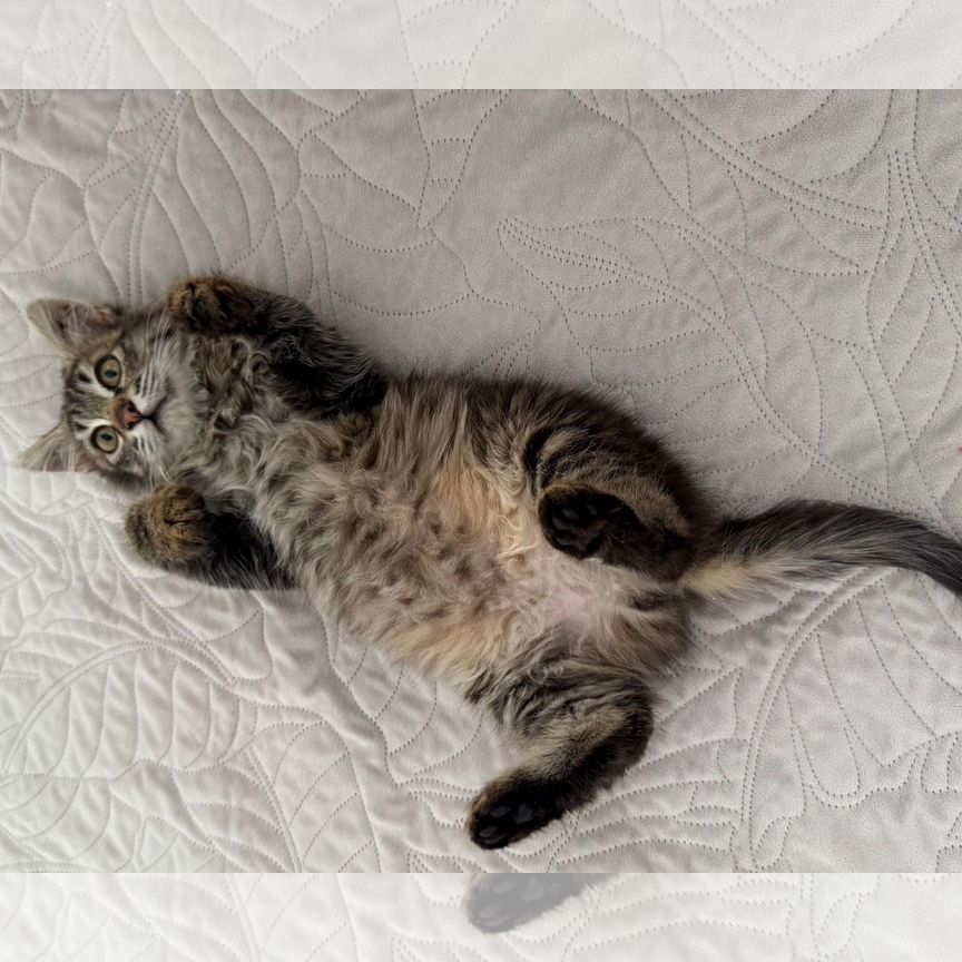 Котята