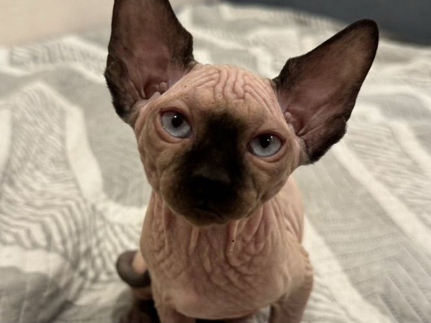 Канадский сфинкс