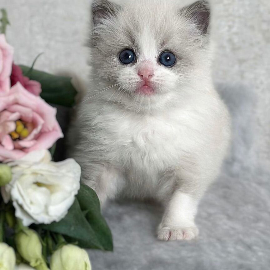 Котята рэгдолл