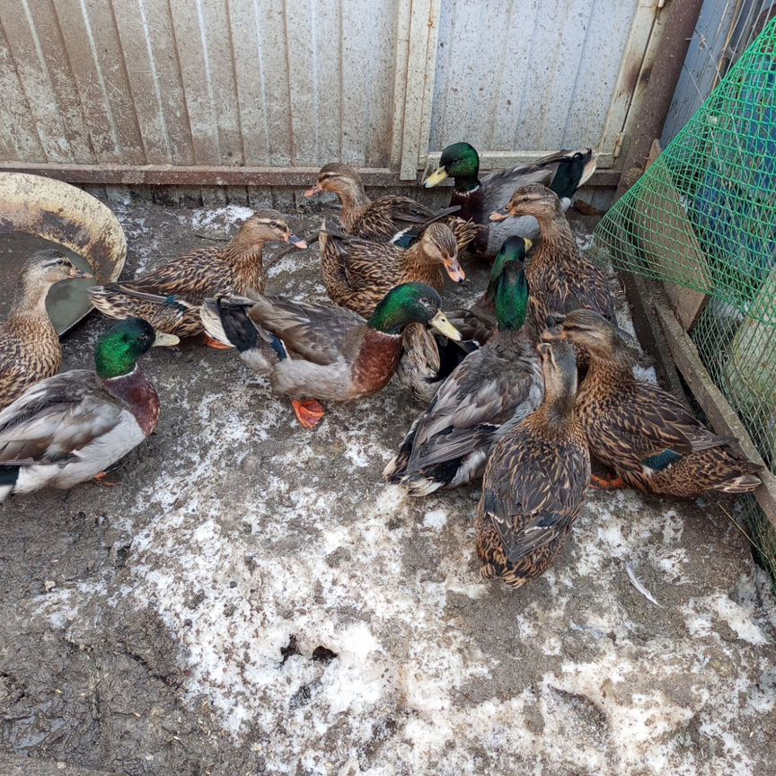 Подсадные утки