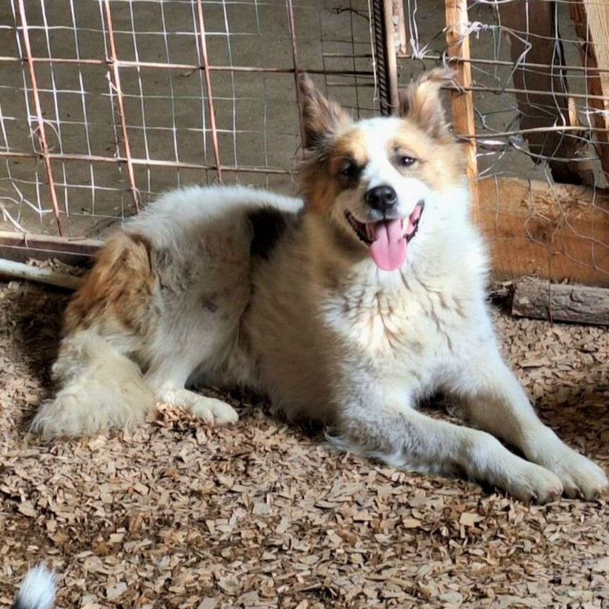 Взрослый пёс в добрые руки