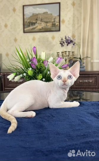 Роскошный голубоглазый парень