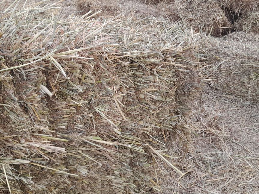 Сено суданка