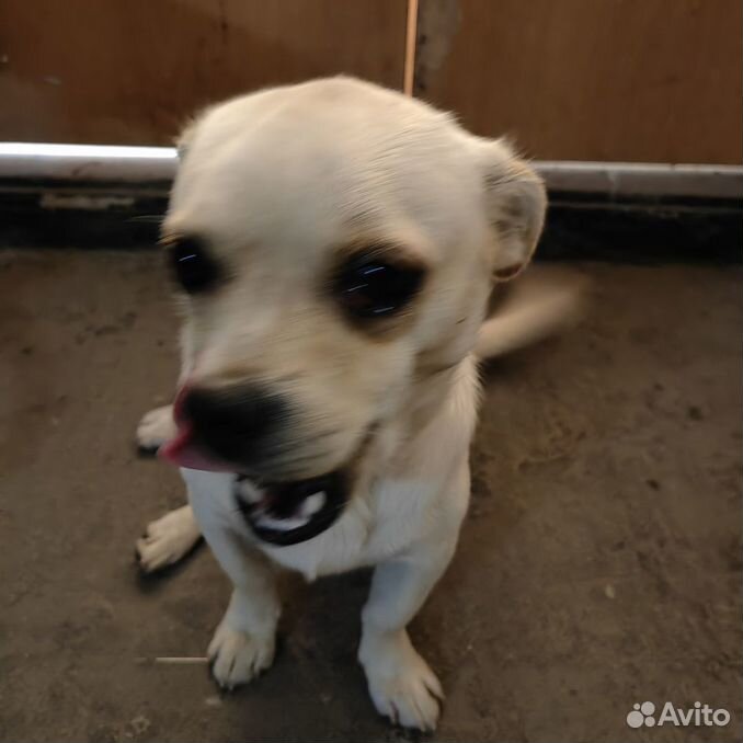 Пагль в хорошие руки