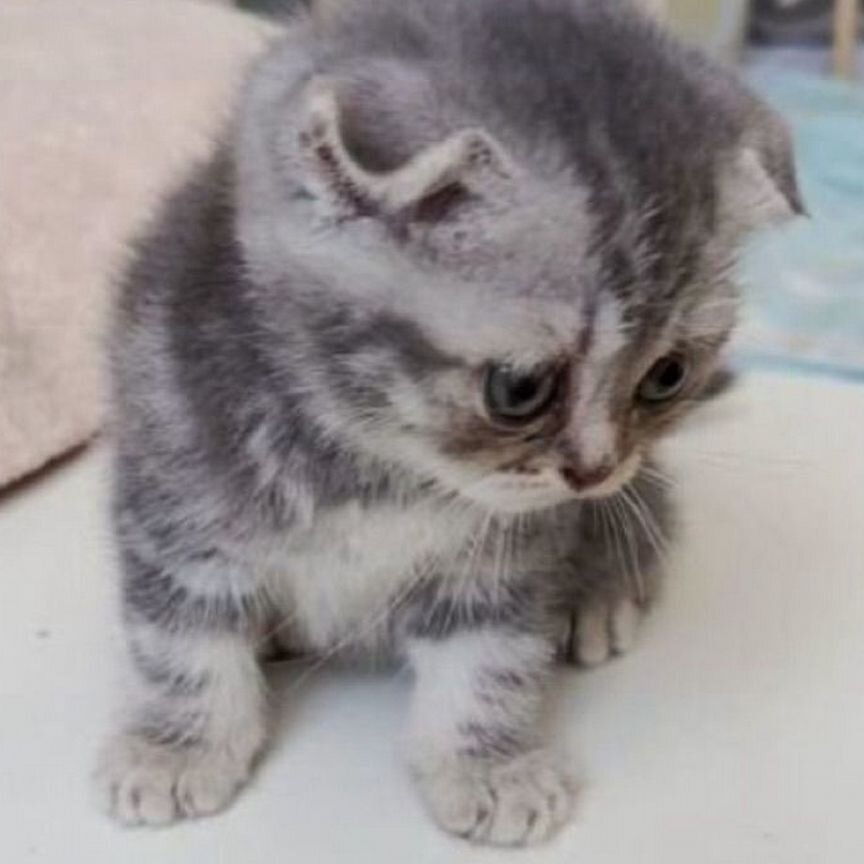 Шотландские котята