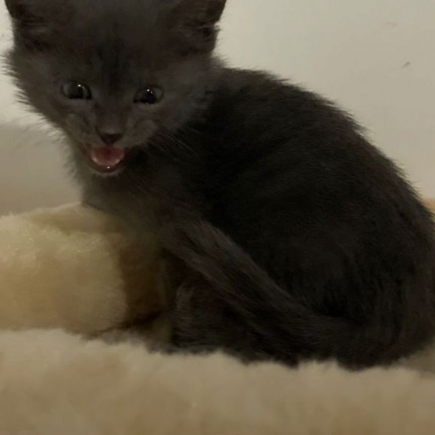 Котята 1 месяц дымка и бело-серые