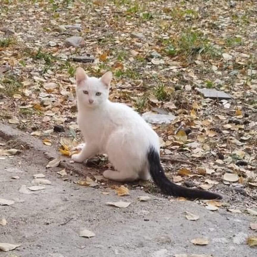 Пристройство кошек