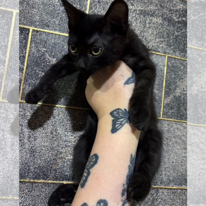 Котёнок в добрые руки