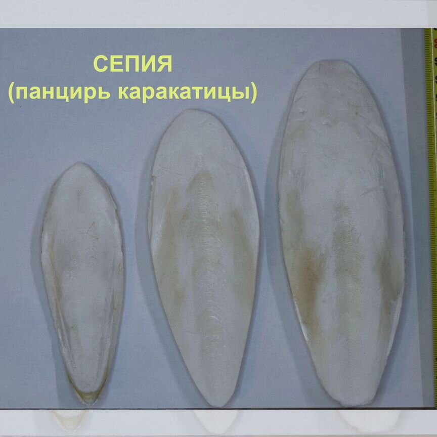 Минеральный камень для птиц