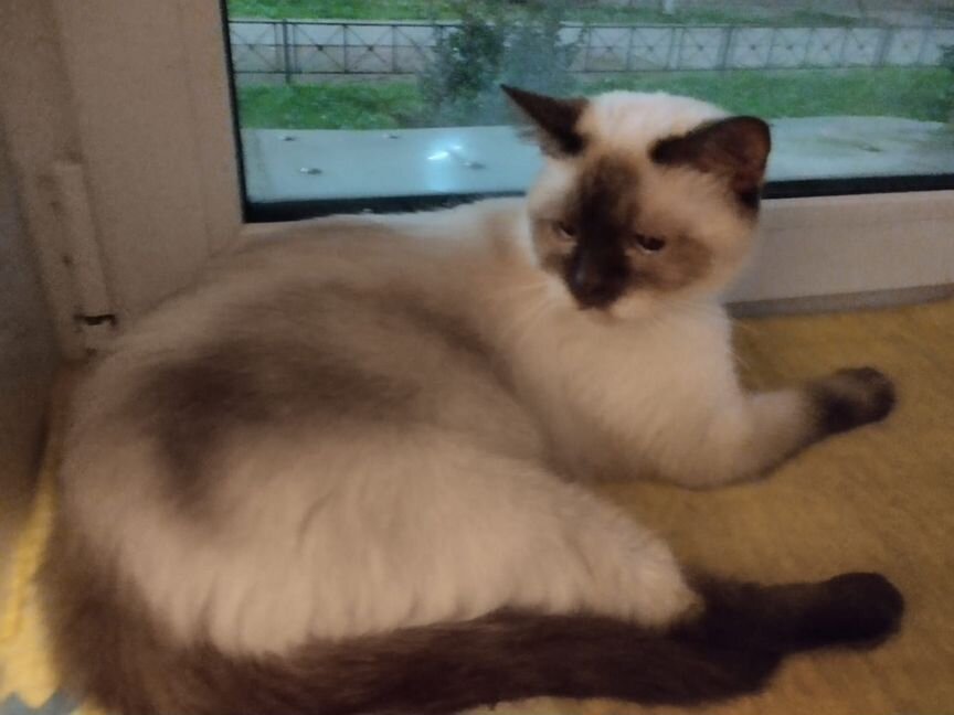 Британская кошка в диком окрасе