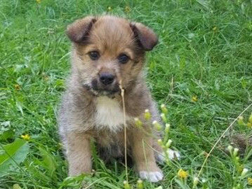 Отличные щеночки-кобелечки от маленькой дворняжки