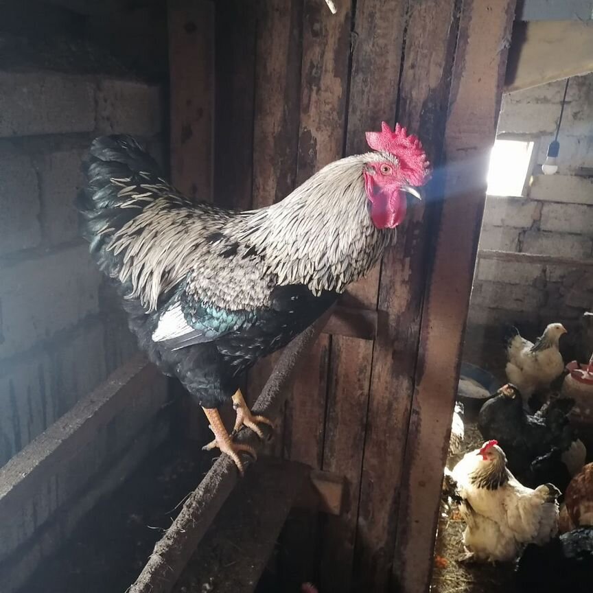 Петух Виандот золото