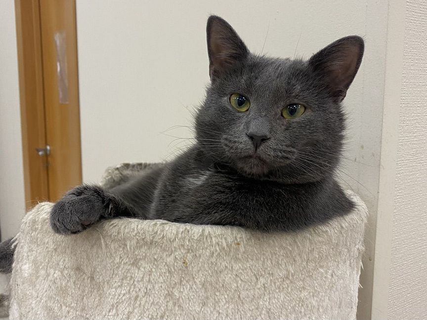 Котик Дымок ищет семью