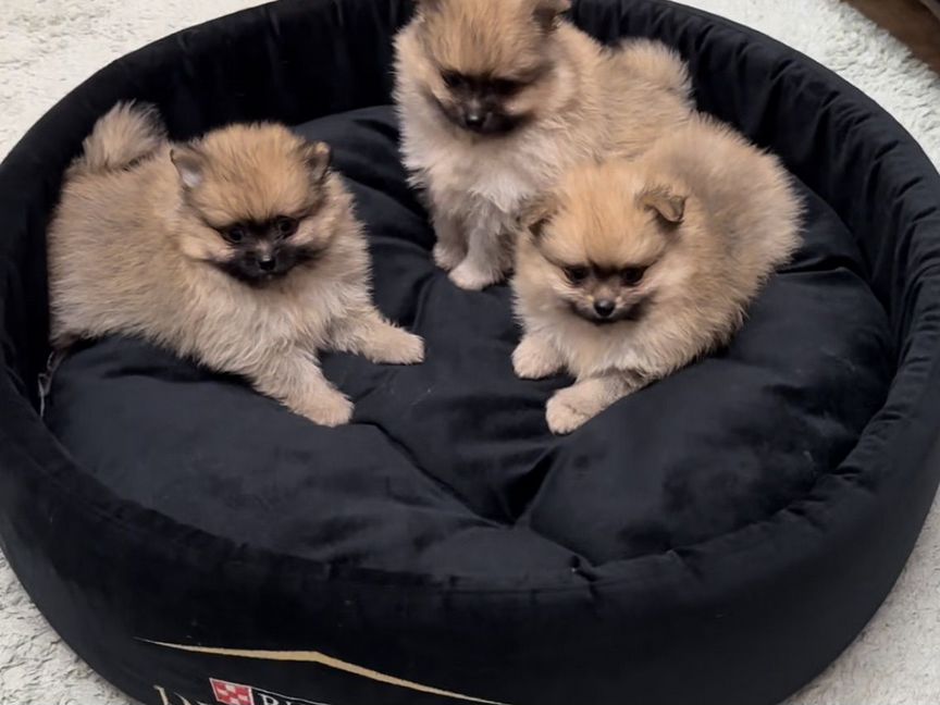 Рыжики шпицы