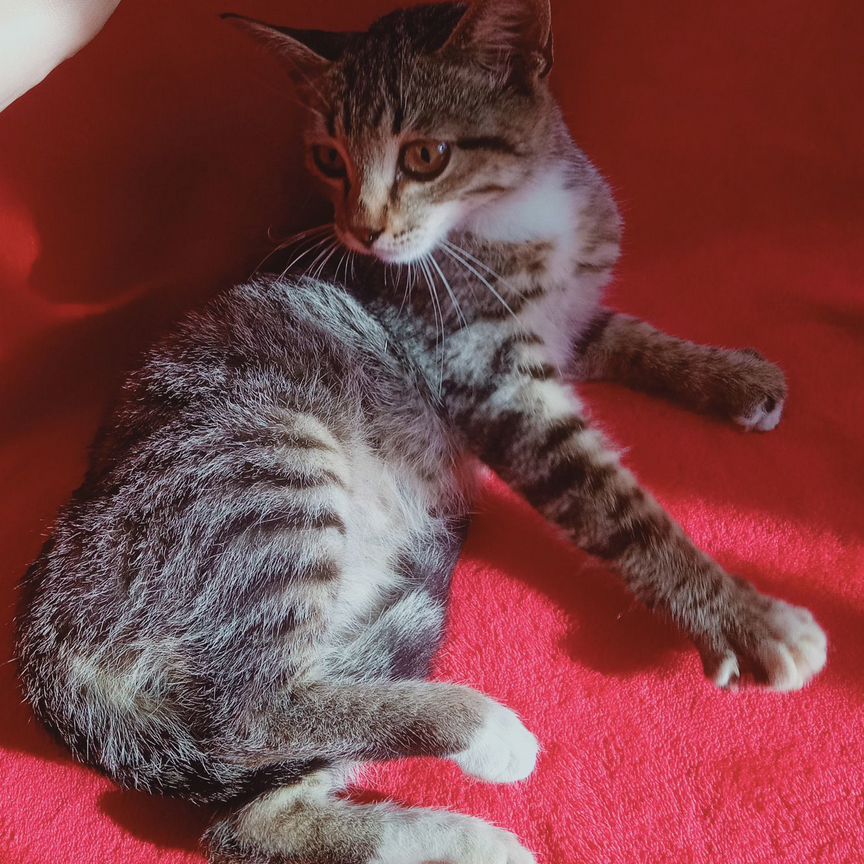 Найден потеряшка ищу старых или новых хозяев