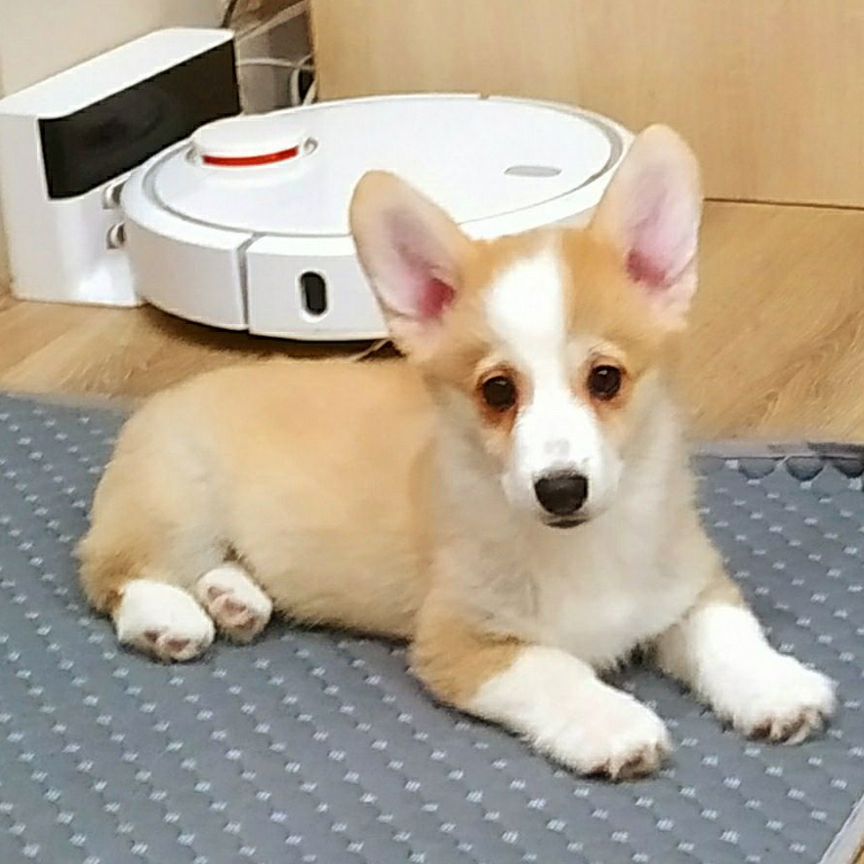 Вельш Корги Пемброк, щенок