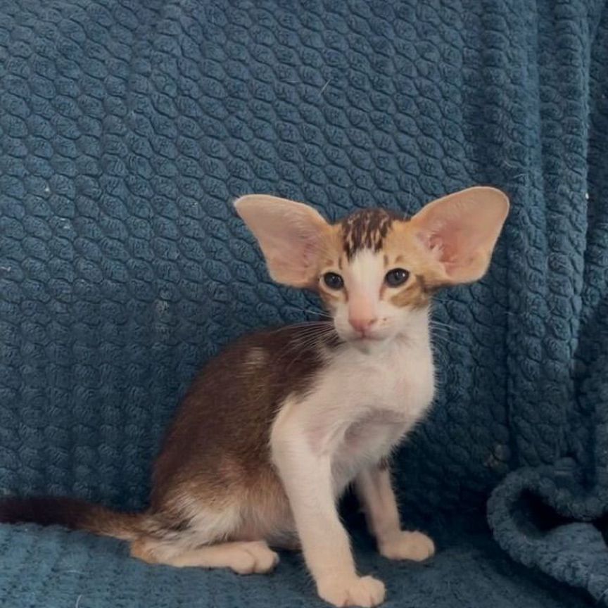 Ориентальные котята экстрим