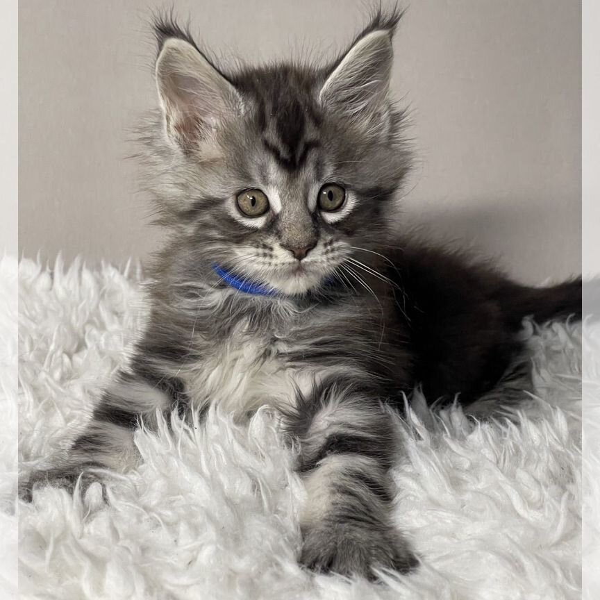 Мейн-кун котёнок