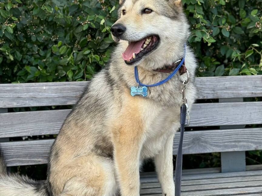 Лайка Арчи ищет дом