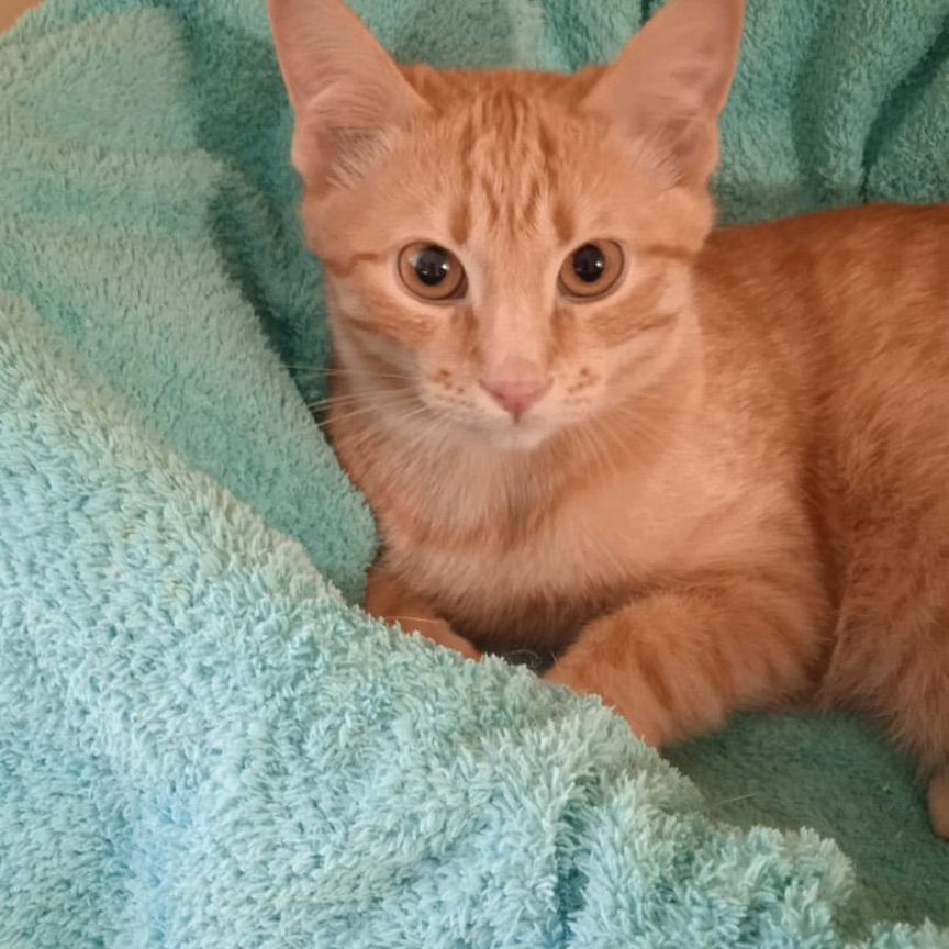 Котята рыжики 4 месяца