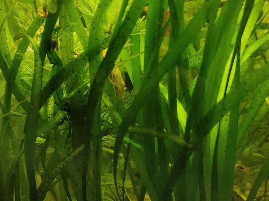 Аквариумные растения прополка