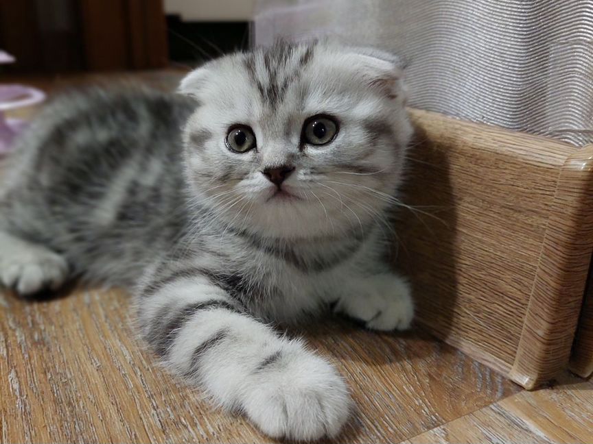 Шотландские вислоухие котята