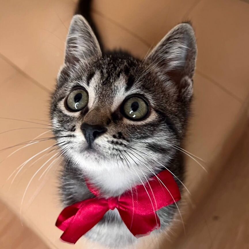 Котёнок от частного владельца