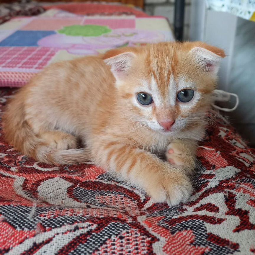 Котята в добрые руки бесплатно девочка