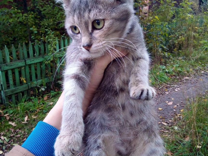 Адель ищет дом