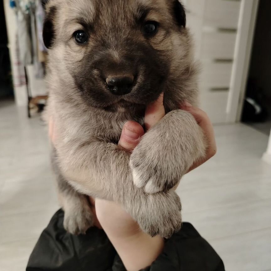 Щенки простые