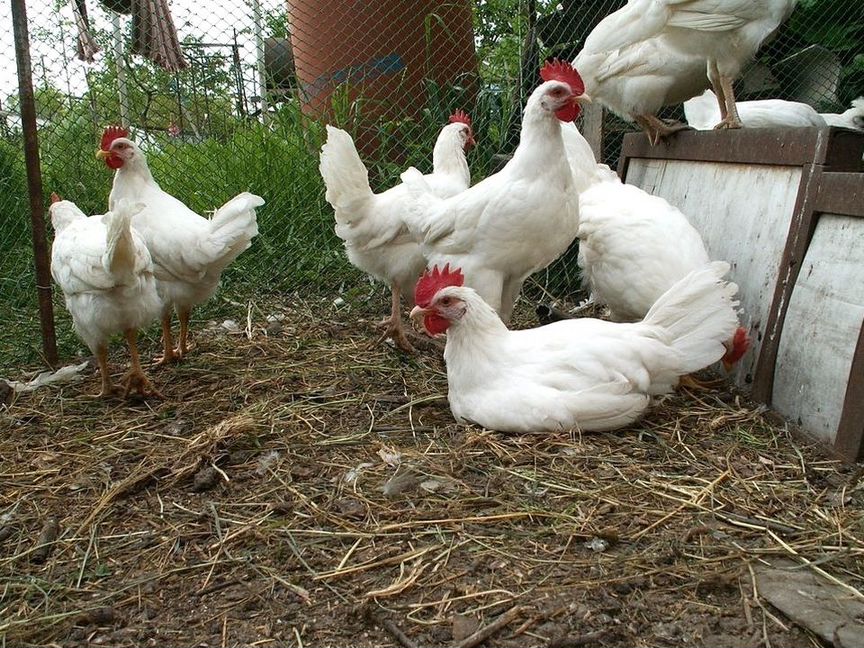 Куры несушки породы Ломан Браун