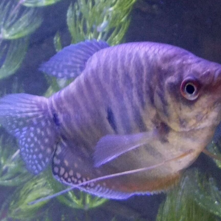 Гурами обмен