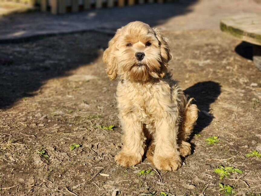 Щенок кокапу