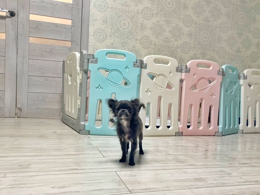 Мини дш Голубой Принц