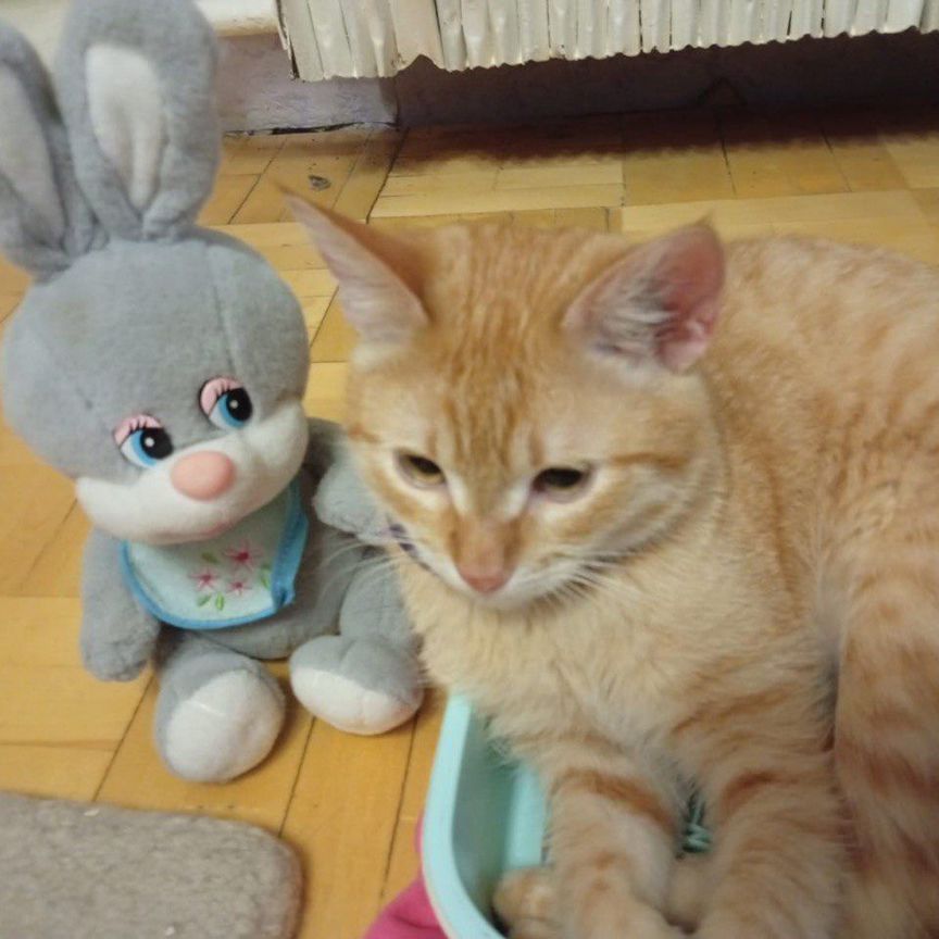 Котик спасеныш