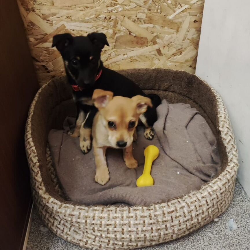 Коротколапые собачки в квартиру щенки