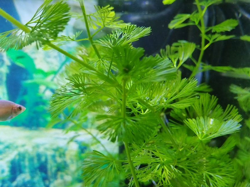 Аквариумные растения