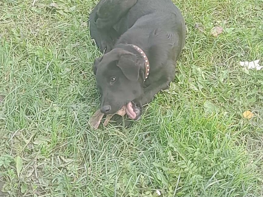 Щенок Турбо ищет себе новый дом