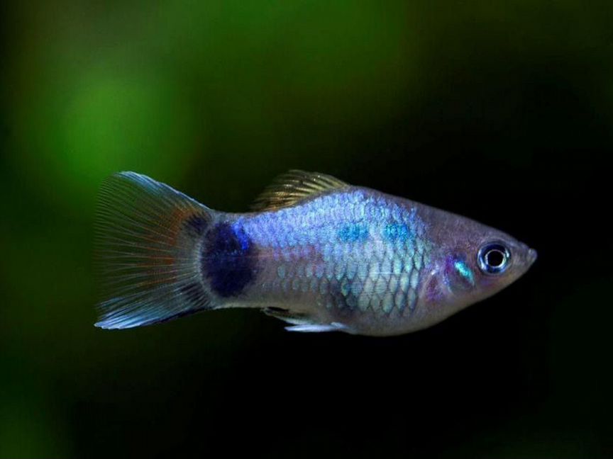 Аквариумные рыбки