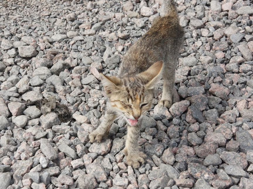 Кошка в дар