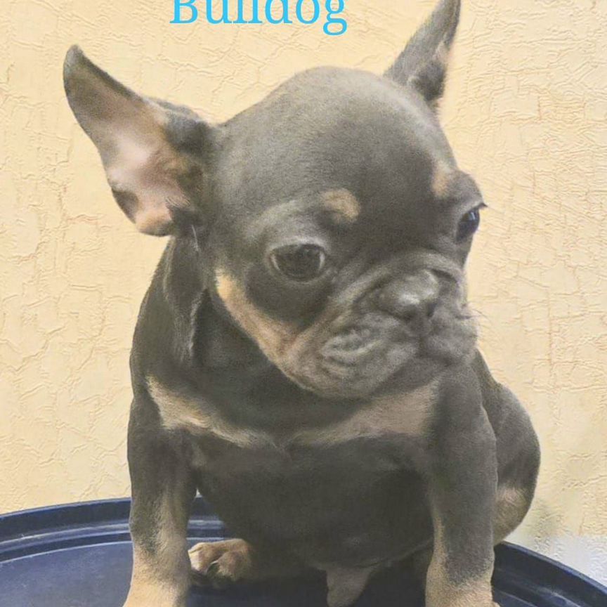 Французский бульдог Миниатюрный