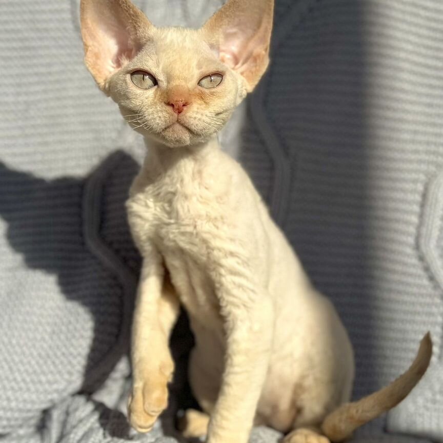 Мальчик девон рекс