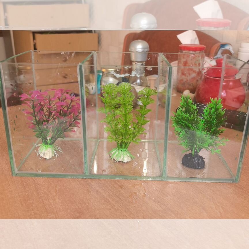 Мини Аквариум на 3 петушков с наполнением