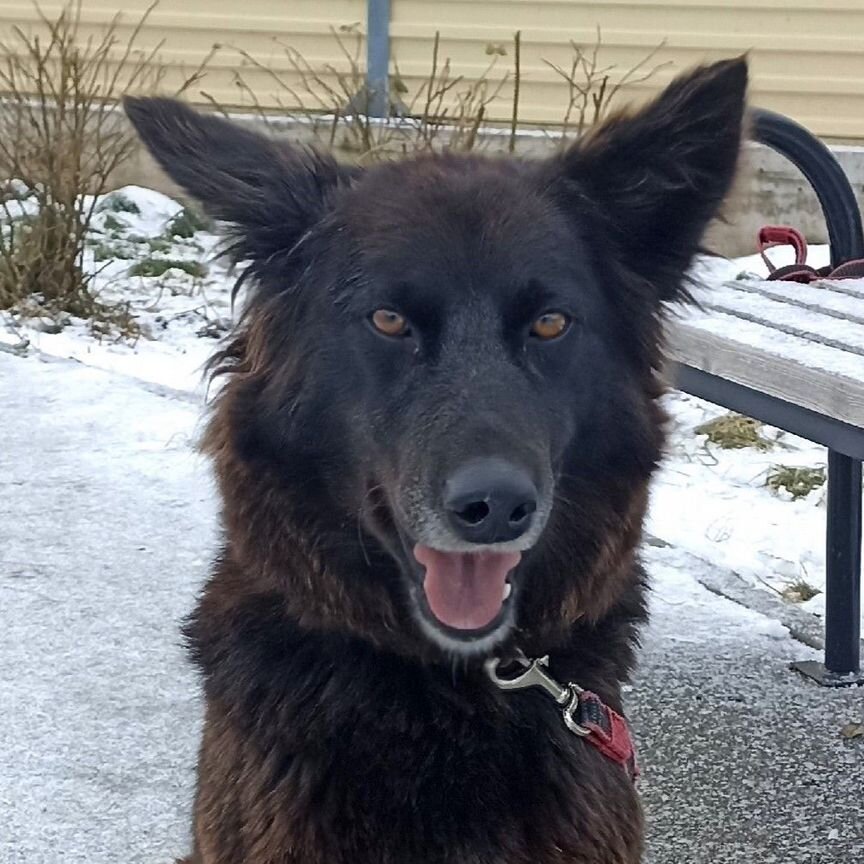 Красивая собака Лесси, шоколадного окраса