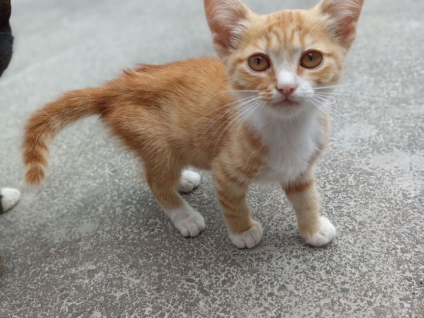 Ласковая коша