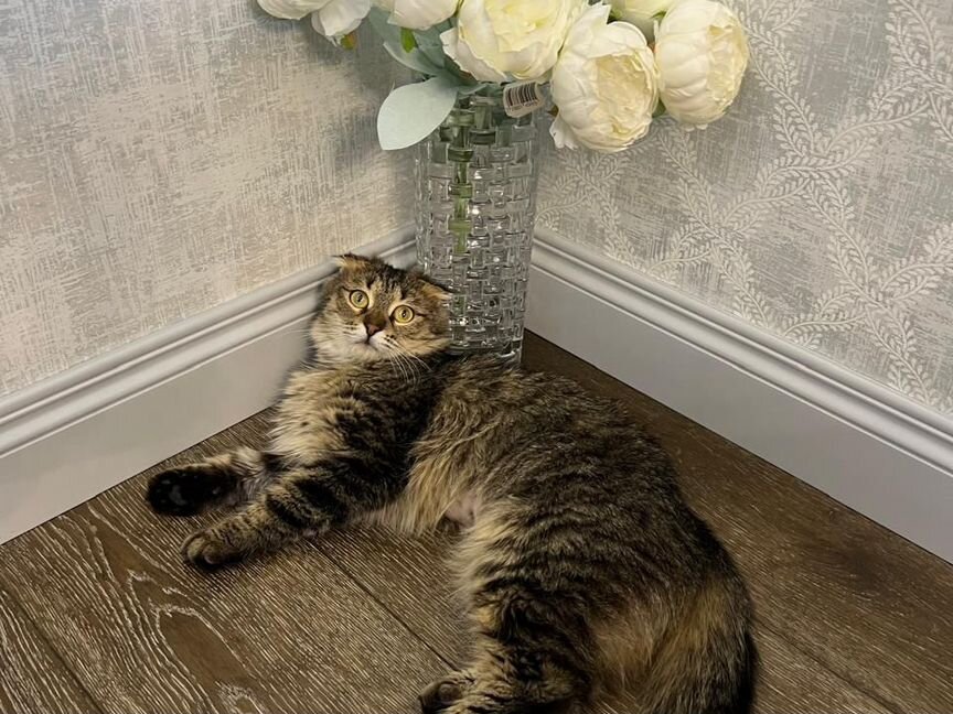 Принцесса Кассандра