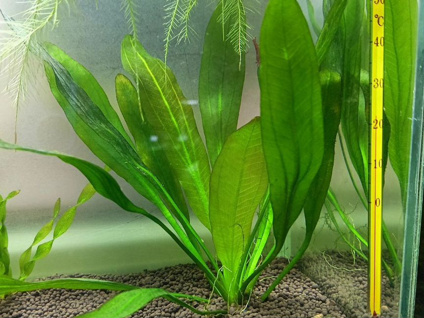 Аквариумное растение